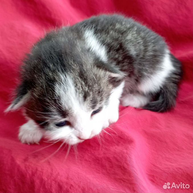 Котенок длинношерстный девочка