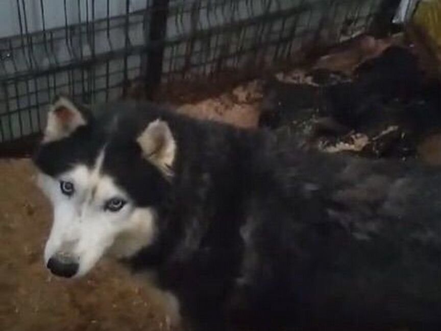 Хаски в добрые руки