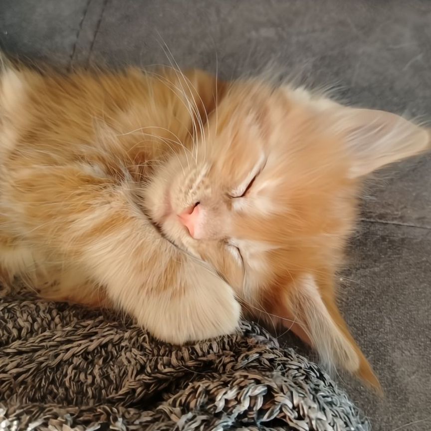 Мейн-кун котёнок