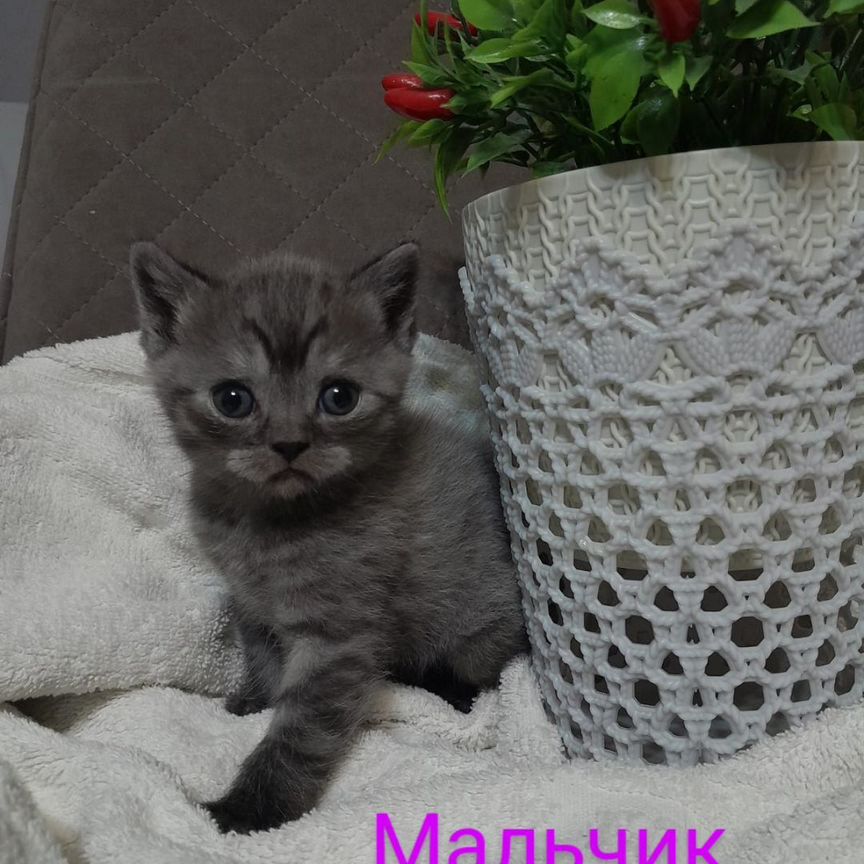 Шотландские прямоухие котята