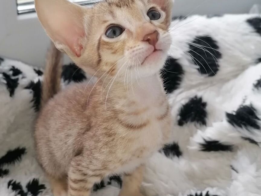 Ориентальный котенок