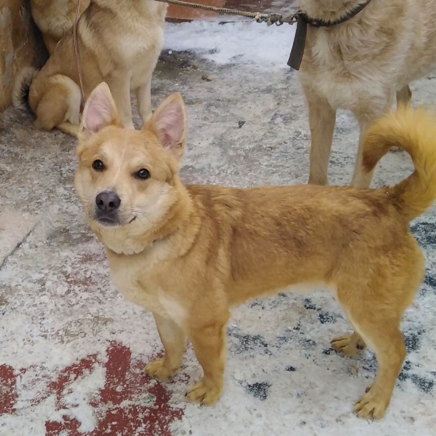 Отдам миниатюрного песика ростом с корги