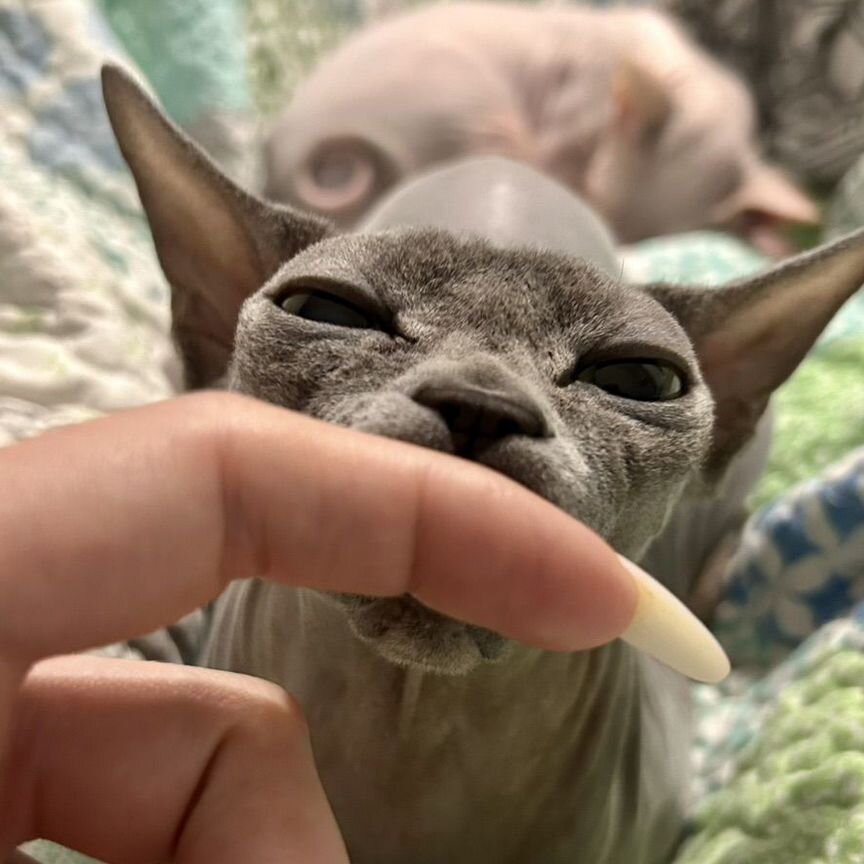 Канадский сфинкс