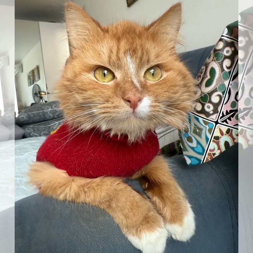 Взрослый кот в добрые руки