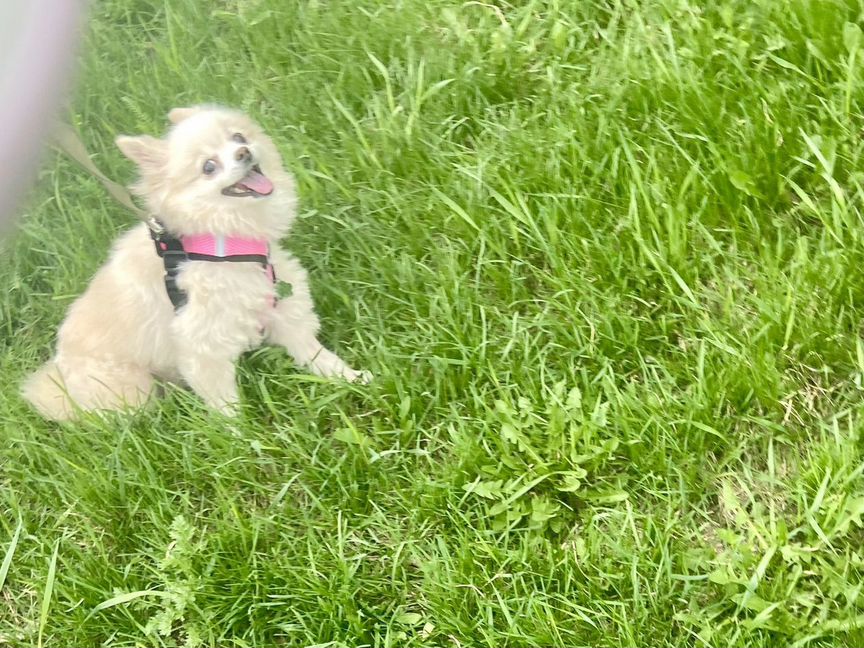 Собака шпиц