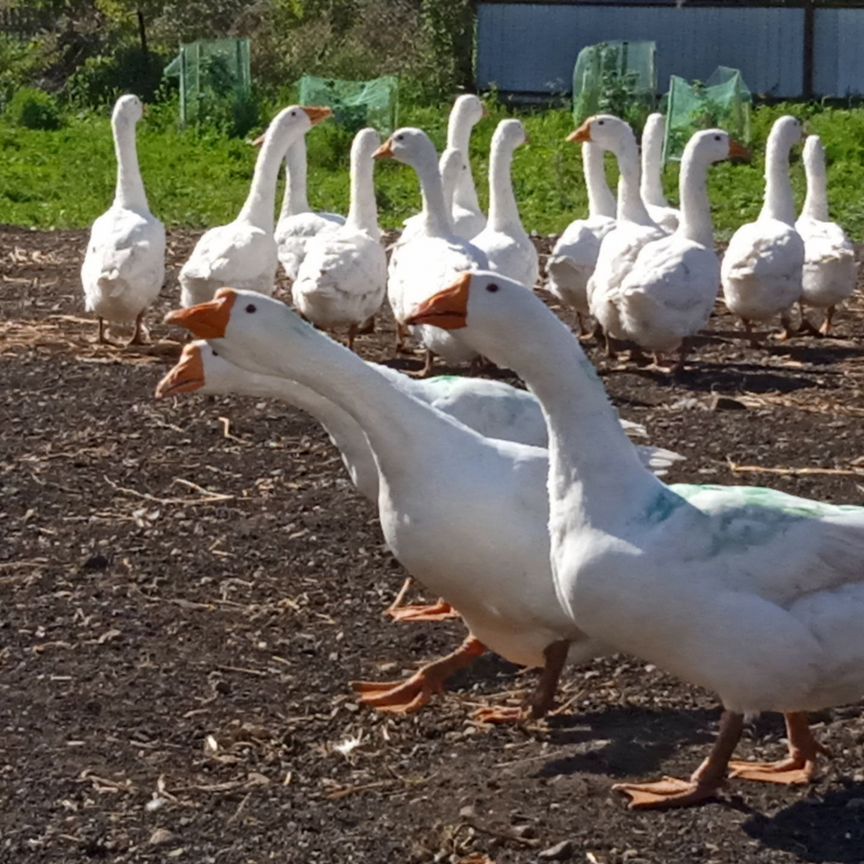 Гуси на племя