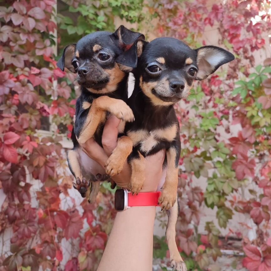 Щенки чихуахуа