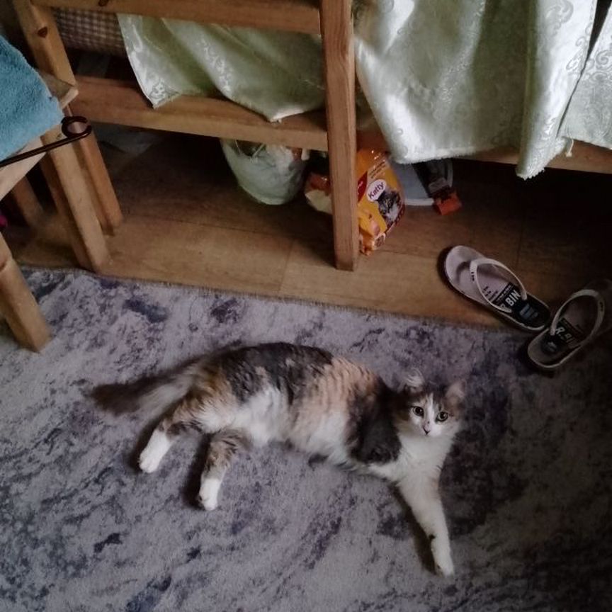 Котёнок из Марокко