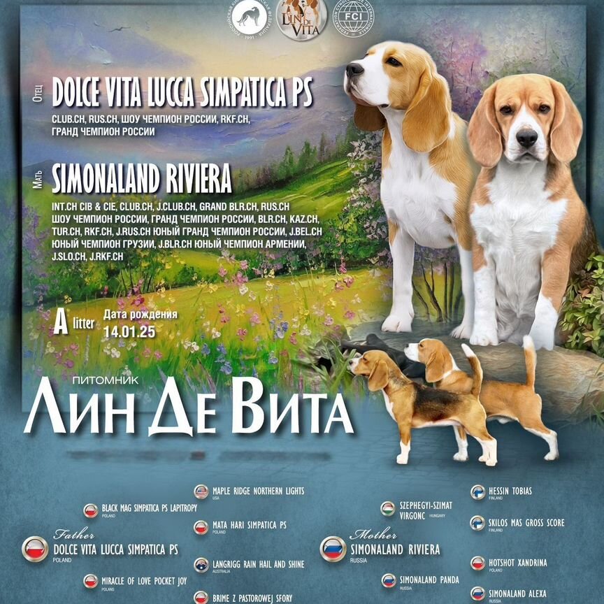 Щенки бигля