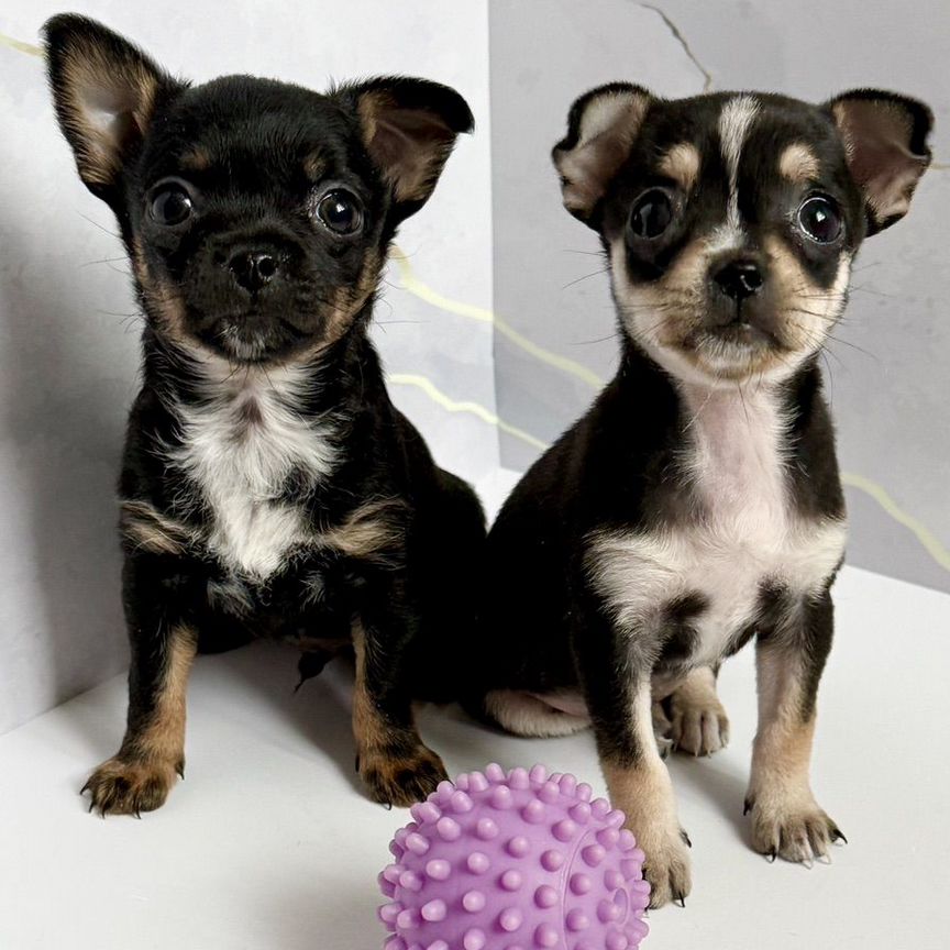 Чихуахуа, щенок