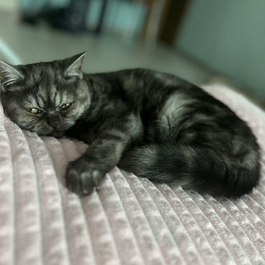 Шотландская кошка