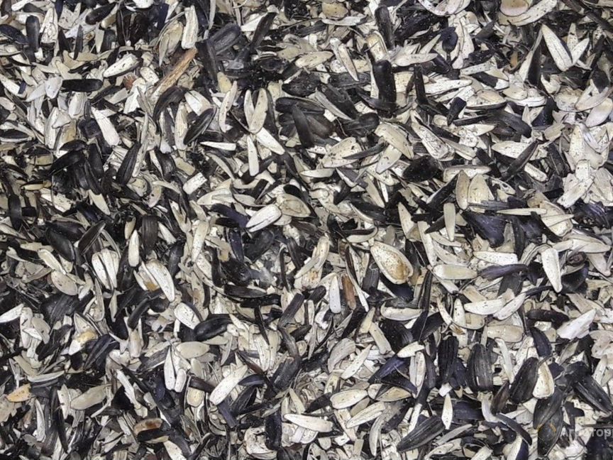 Лузга подсолнечника