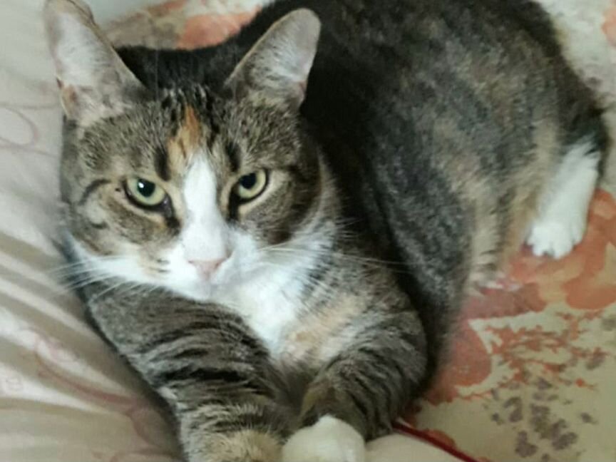 Кошечка Красавица Василиса
