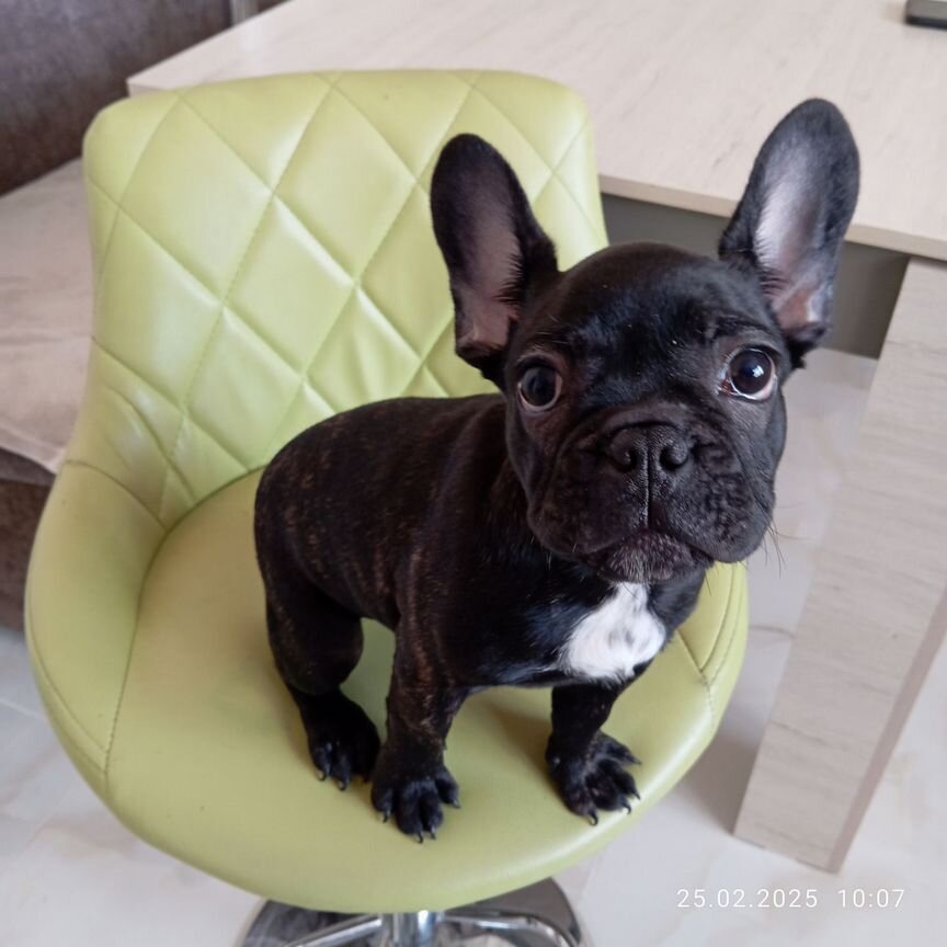 Французский бульдог