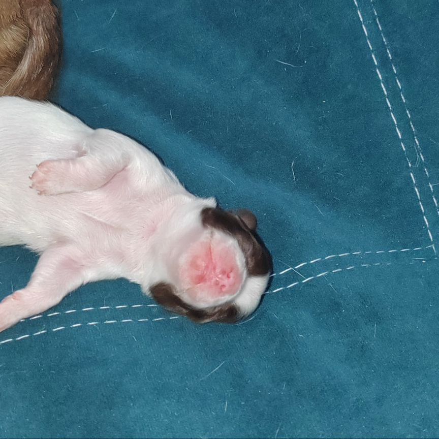 Щенки чихуахуа мини девочки