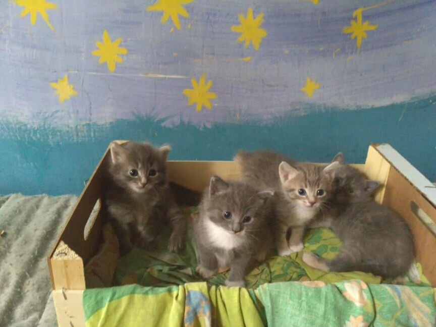 Котятки в добрые руки
