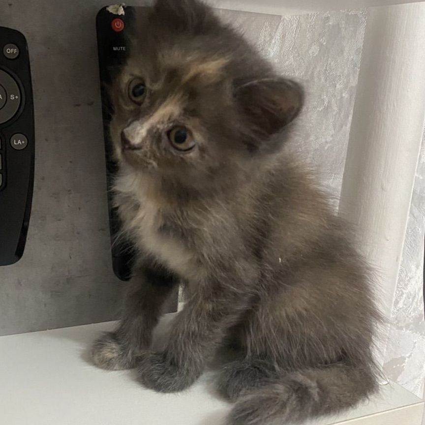 Сибирский котёнок