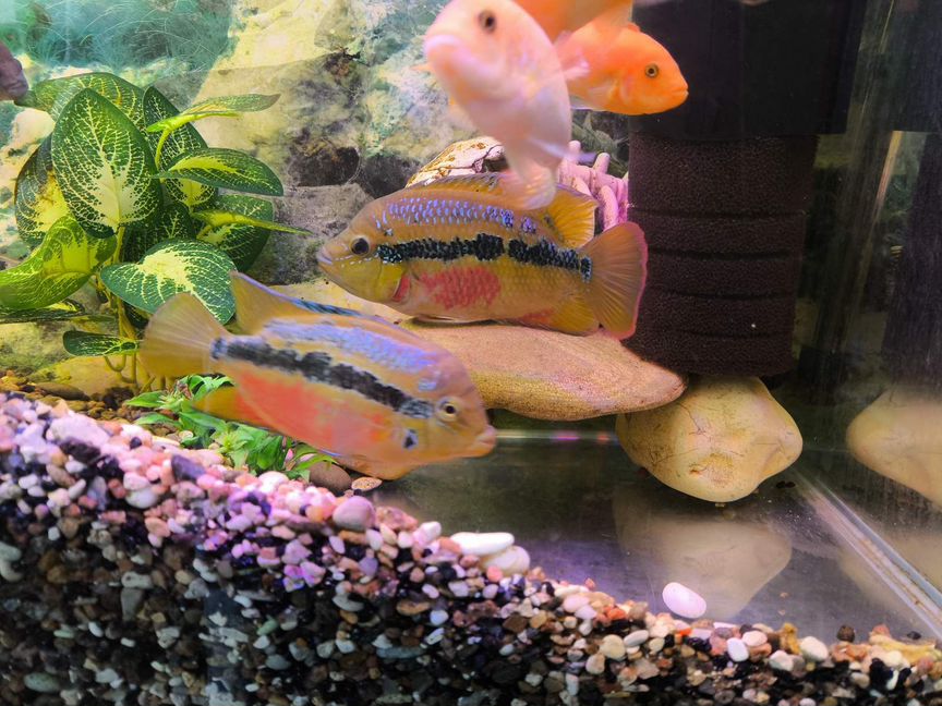 Сальвини цихлида (пара)