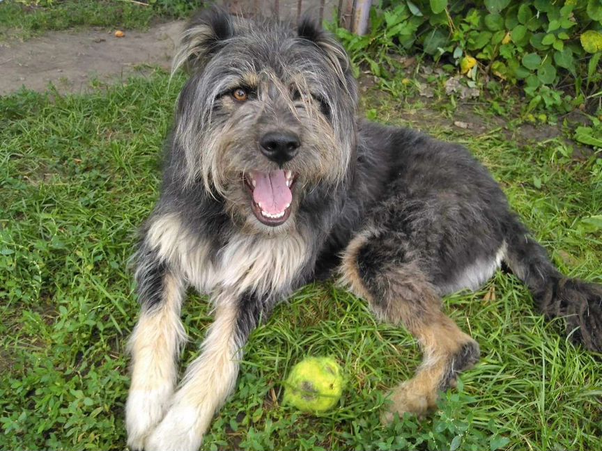 Собака Космос в добрые руки