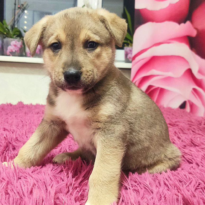 Щенок в добрые руки