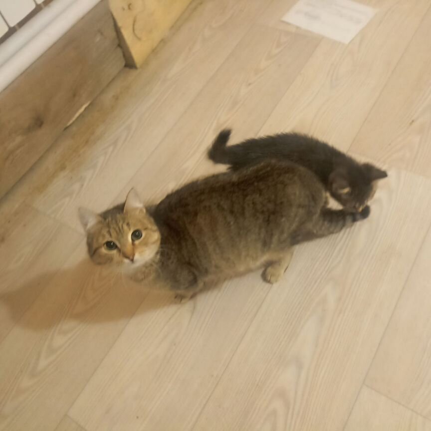 Котёнок в добрые руки