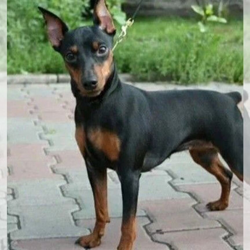 Цвергпинчер, взрослая собака