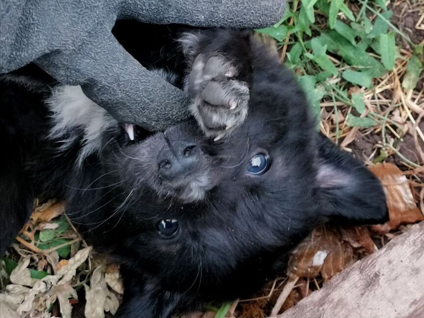 Собаки бесплатно в добрые руки щенки