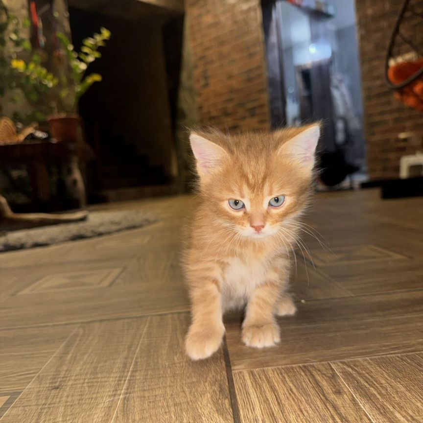 Британский короткошёрстный котёнок