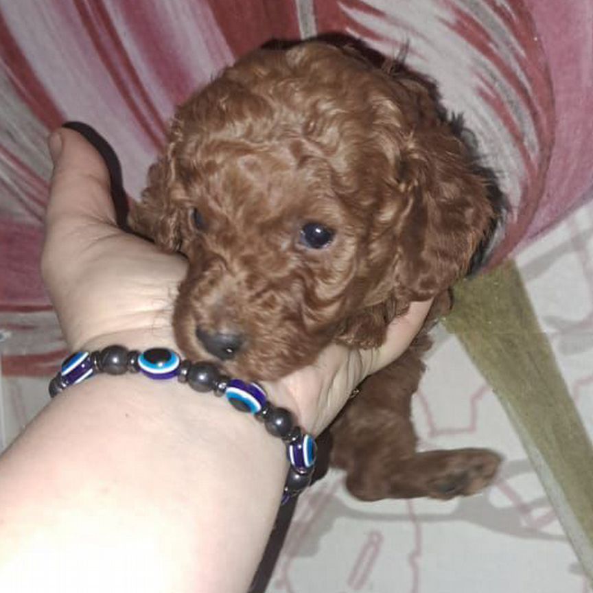 Пудель, щенок