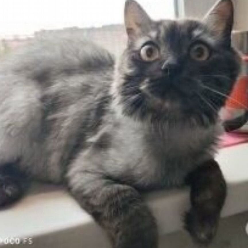 Сибирский, взрослый кот