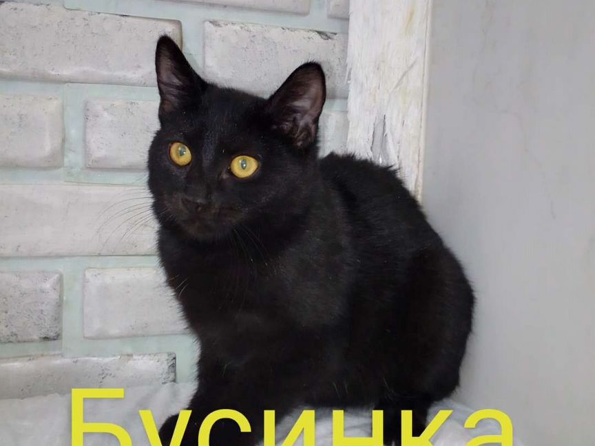 Кнопочка с глазками ищет дом