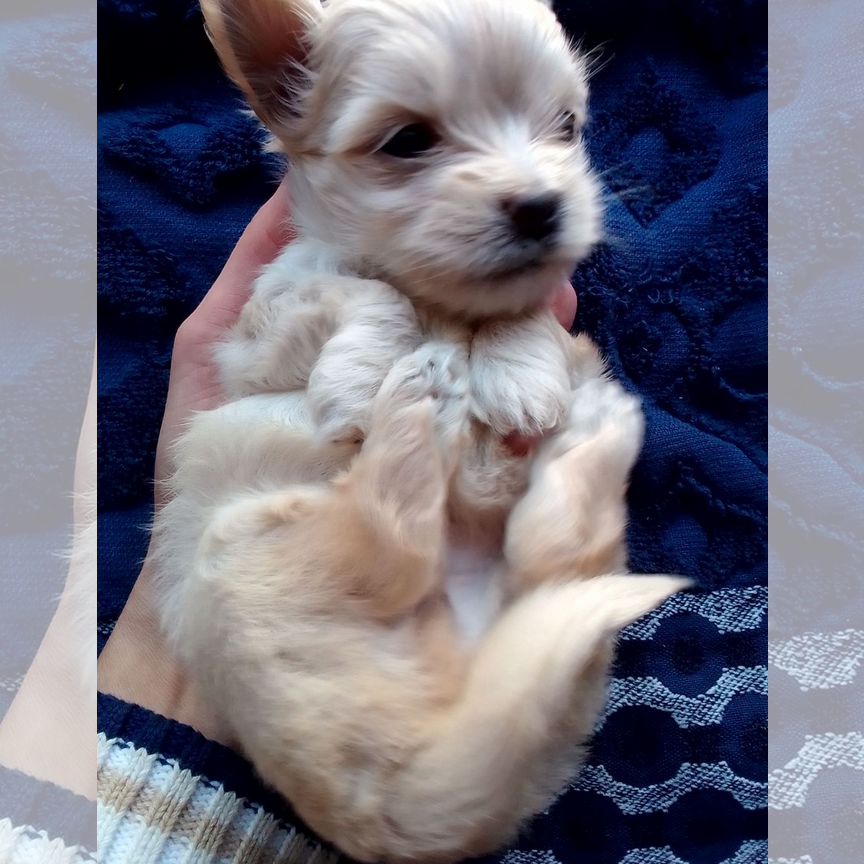 Щенок той терьер длинношерстный