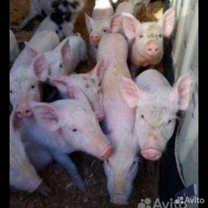 Продам поросят