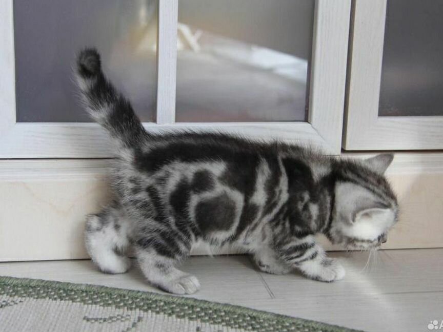 Элитные мраморные котята