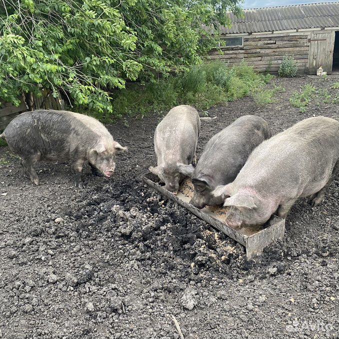 Свиньи помесь дюрок с ландрасом