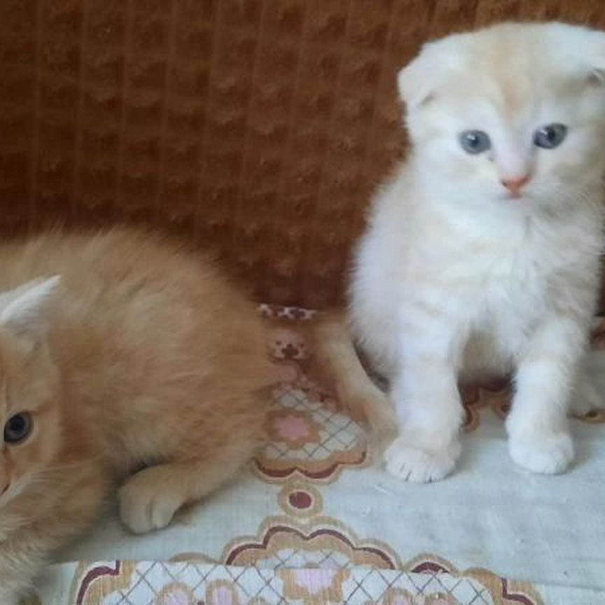 Шотландский вислоухий короткошёрстный котёнок