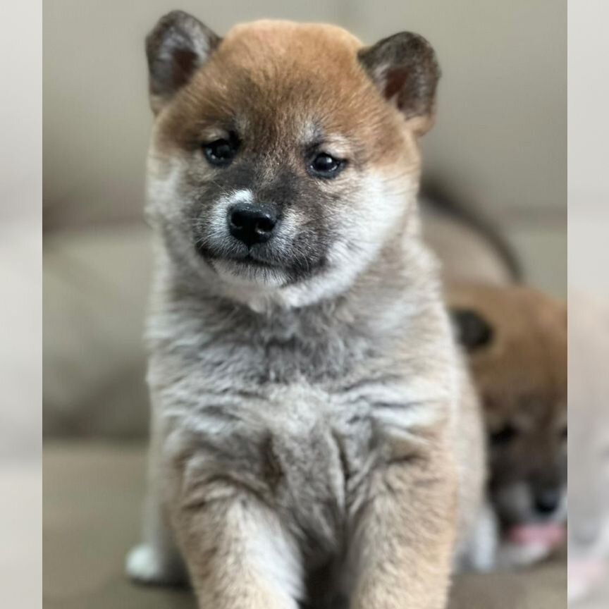 Шиба Сиба Ину