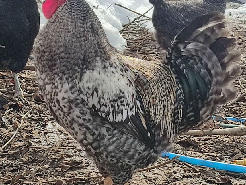 Молодые петухи