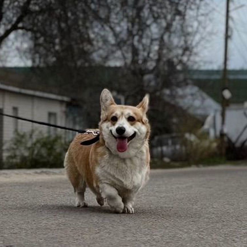 Вельш Корги Пемброк, вязка