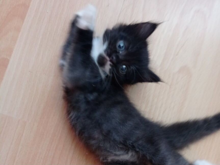 Отдам в добрые руки