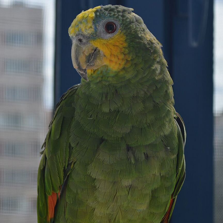 Большой попугай Венесуэльский амазон