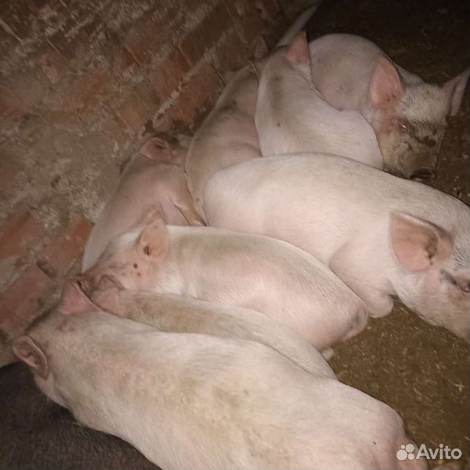 Поросята кармалы