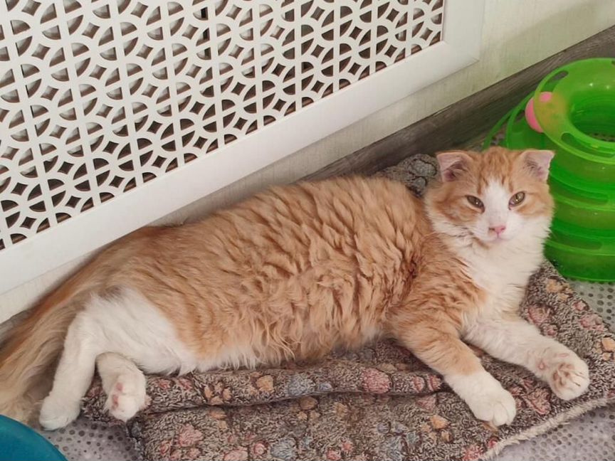 Обалденный кот