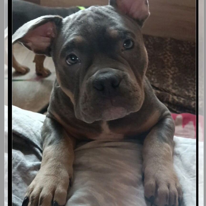 Американский булли, щенок