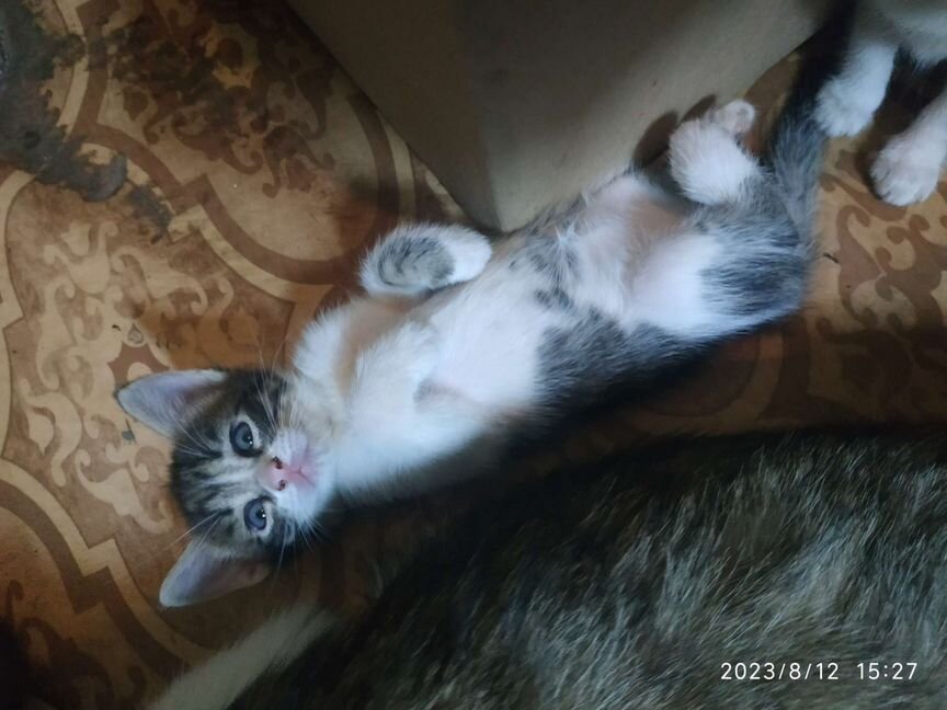 Кошки в добрые руки бесплатно