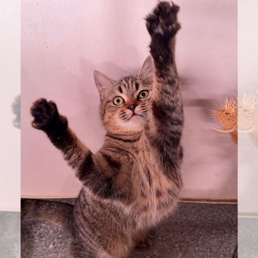 Британская короткошёрстная кошка, взрослая