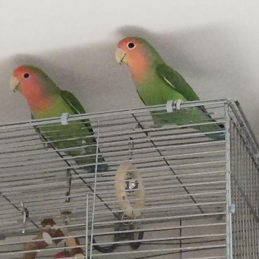 Попугай неразлучник пара