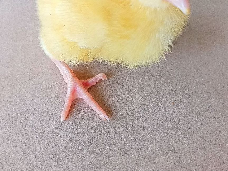 Цыплята бройлеры