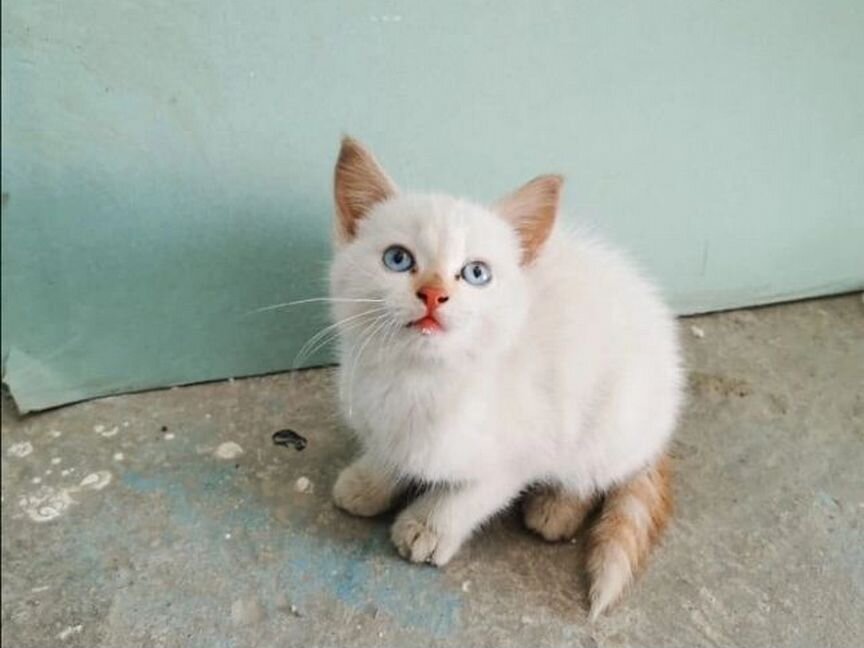 Голубоглазик 2 мес