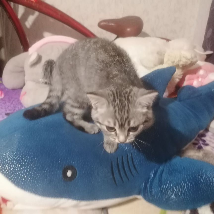 Котята в добрые руки девочка